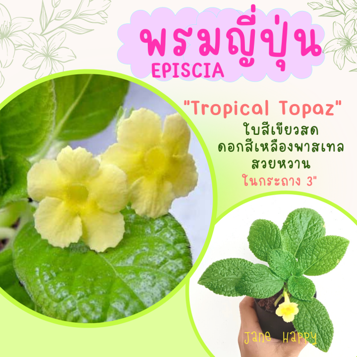 พรมญี่ปุ่น "Tropical Topaz" (ทรอปิคอล โทปัซ) ดอกสีเหลืองพาสเทล ใบสี ...