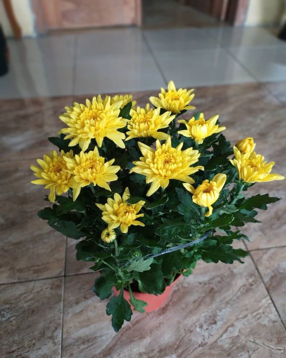 TANAMAN HIAS BUNGA HIDUP KRISAN ASTER GRADE A BUNGA BESAR SUPER ...