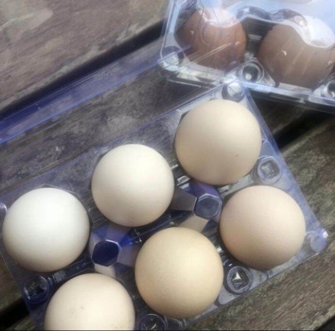 telur ayam kampung asli isi 6 butir | Lazada Indonesia