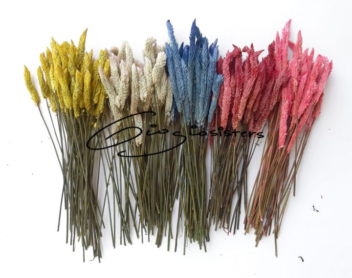 Dried Boroco 5 Tangkai | Dried Flamingo Feather | Dried Plumed Celosia ...
