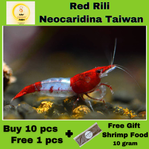 Red Rili Shrimp / Udang Akurium- Neocaridina Taiwan 10 pcs free 5pcs ...