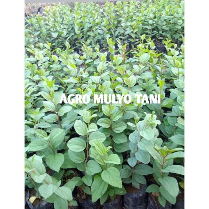 paket 5 bibit Bidara arab | Lazada Indonesia