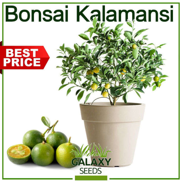 [Galaxy Seeds] Value Pack - Bonsai Kalamansi Seeds for Planting ...