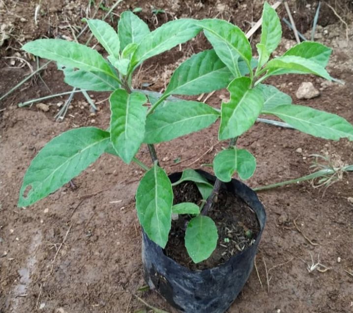 pohon herbal sambung nyawa / pohon insulin | Lazada Indonesia