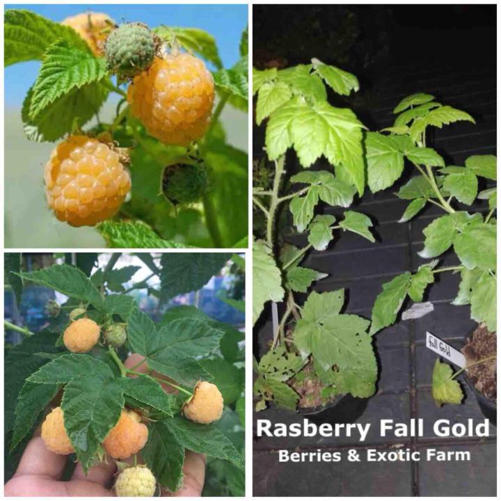 Pokok Raspberry Fall Gold Low Land | Lazada