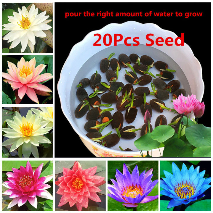 20Pcs Bowl Lotus Flower Seeds Water Lily Home Garden Plants Multi-Color ...