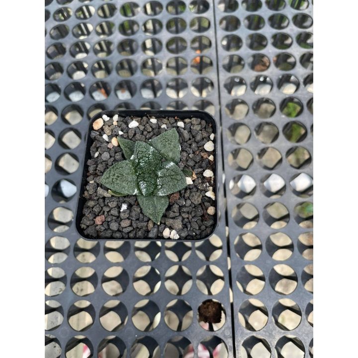 Augustfame - Ariocarpus fissuratus cv. 'Godzilla' 哥斯拉牡丹 cactus ...