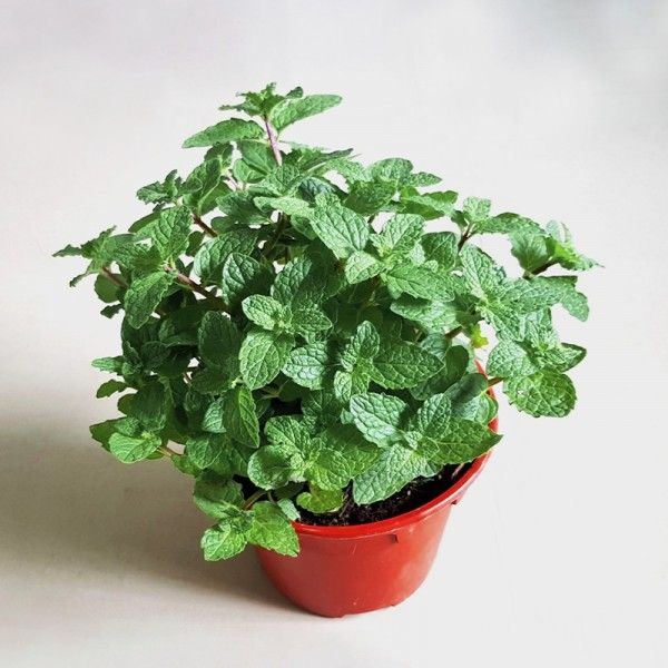 50 PESOS Peppermint Live Plant (STRICTLY LUZON ONLY) with FREE garden ...