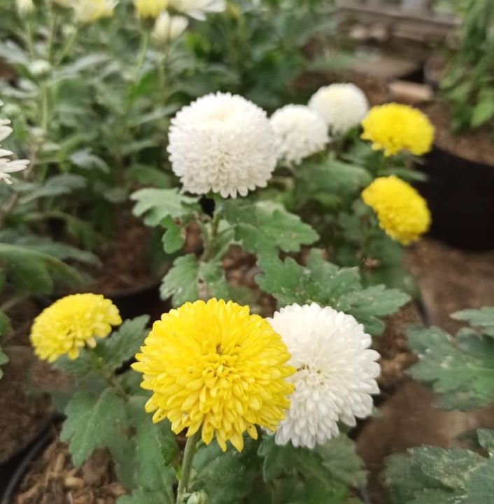 bunga krisan pom pom (Chrysanthemum Pompoms) | Lazada Indonesia