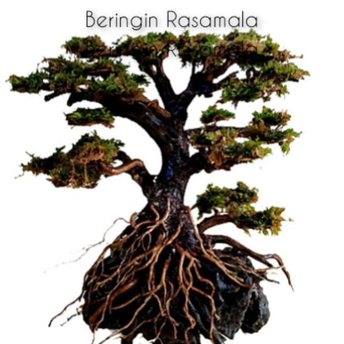 pohon bonsai beringin rasamala untuk aquarium aquascape siap pasang ...
