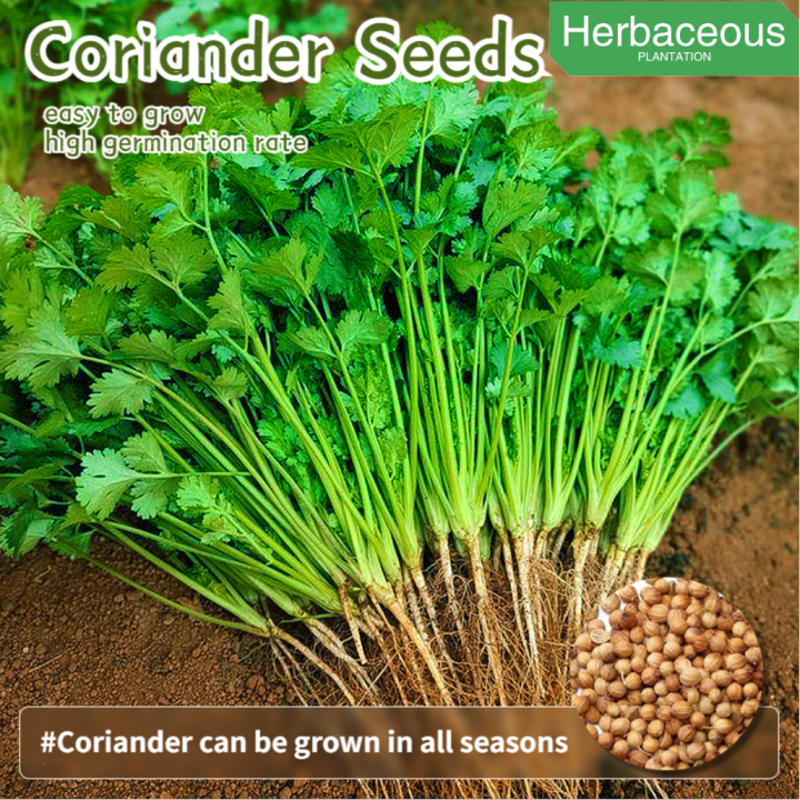 100 SEEDS (High Germination) CORIANDER / CILANTRO / WANSOY / CILANTRO ...