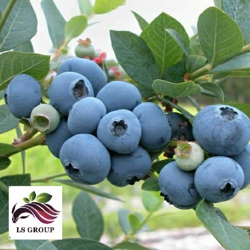 [Fruit] Tropical Blueberry Plant/ 热带蓝莓树/ Pokok Beri Biru by LS Group ...