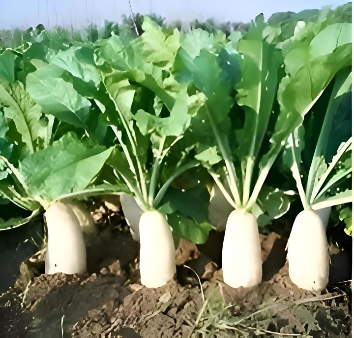 LABANOS SEED`S ( SNOW WHITE RADISH) FAST GROWING 45 -60 DAYS HYBRID ...