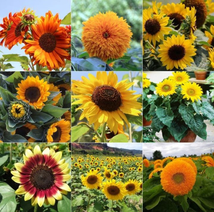 Biji Benih Bunga Matahari Sunflower Seeds FLOWER PLANT SEED SEEDS 20 ...