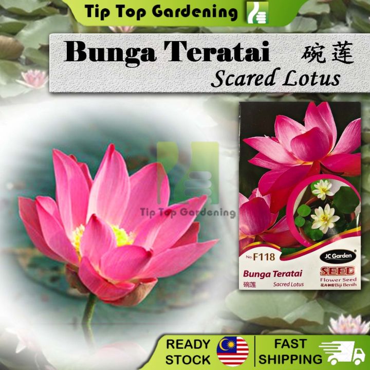 F118 SACRED LOTUS JC GARDEN FLOWER SEED BIJI BUNGA TERATAI | Lazada