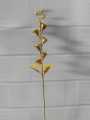 Harga 1 tangkai bunga corong emas/ bunga gold/ bunga murah/prakarya ...