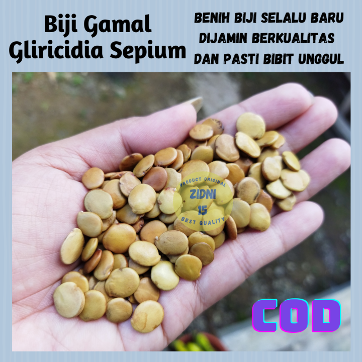 100 Benih BIJI GAMAL / CLIRICIDEA | Lazada Indonesia