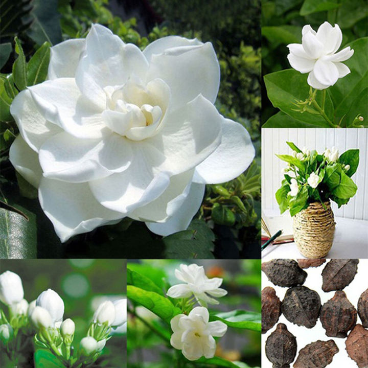 Local Ready Stock 50pcs Jasmine Gardenia Seeds Light Fragrant White ...