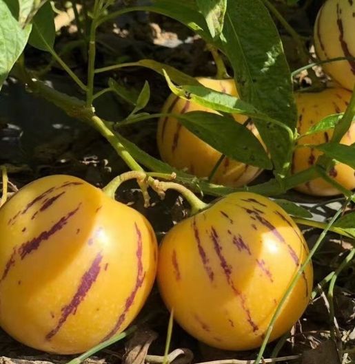 Ginseng fruit seeds longevity fruit seeds ornamental edible fruit seeds ...
