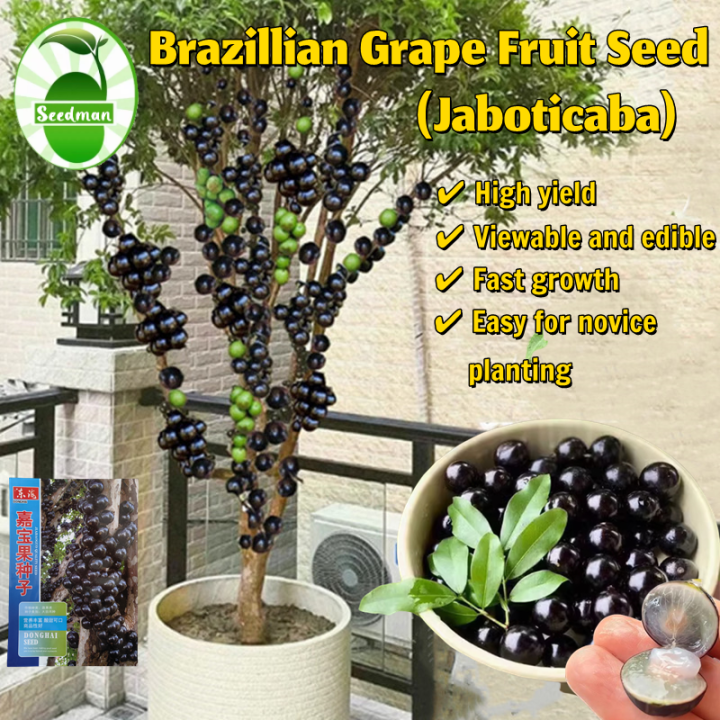 100% Original High Yield Jaboticaba Seeds for Sale (80 Pcs/pack ...
