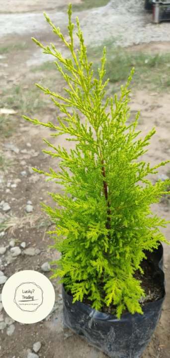Lemon Cypress [ small size ] Pine Tree with FREE plastic pot, garden ...