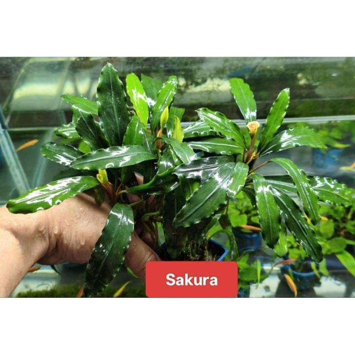 Bucephalandra Sp Sakura | Lazada PH