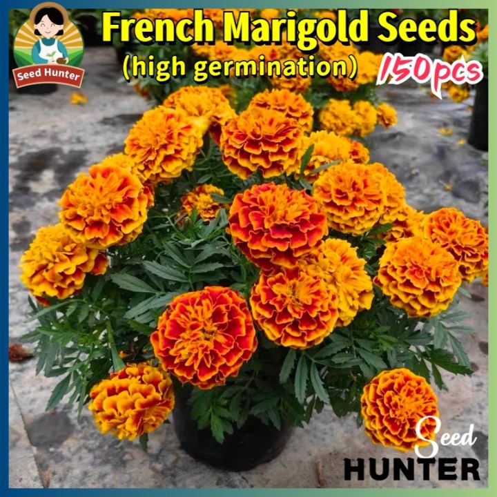 150pcs/pack Mixed French Marigold Seeds for Planting & Gardening ...