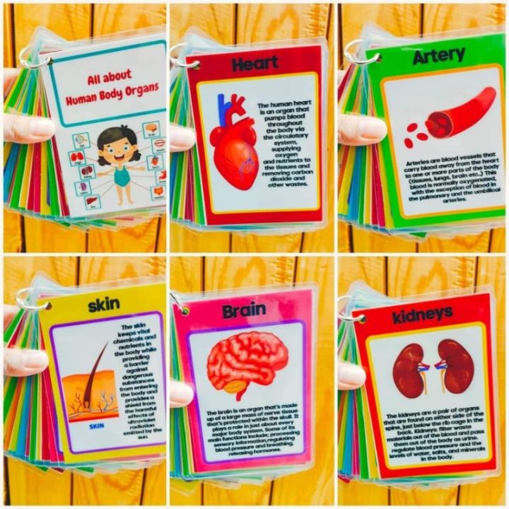 Internal organ of the body educational laminated flashcards | Lazada PH