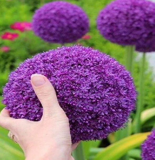 The bulbs of the large-flowered scallion are easy-to-survive and cold ...