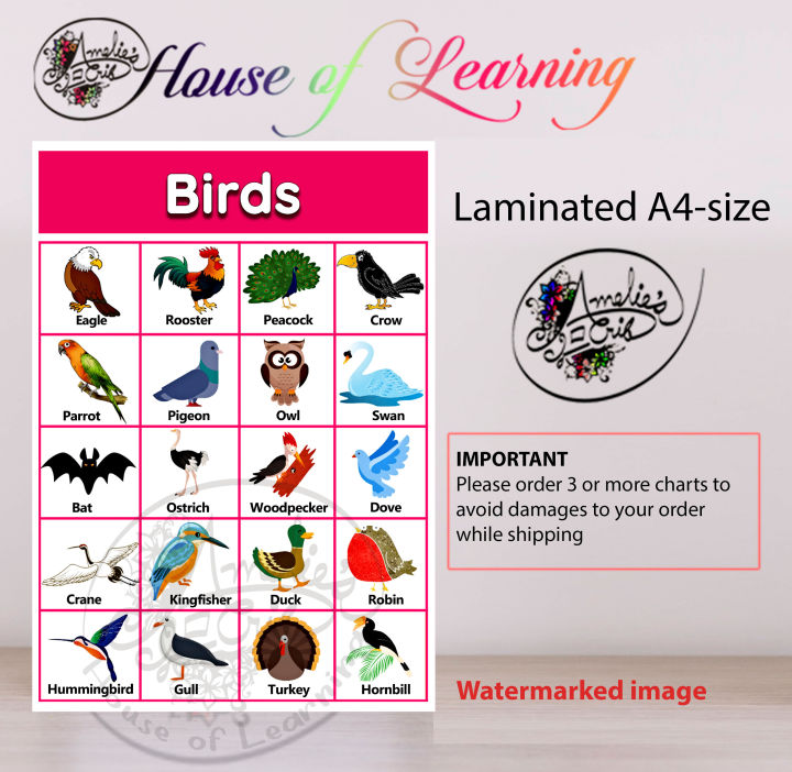 Types Of Birds Chart For Kids - Infoupdate.org