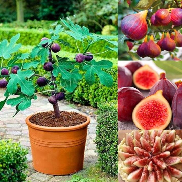 100pcs Fig Seeds Tropical Ficus Carica Seeds Bonsai Rare Fruit Seed ...