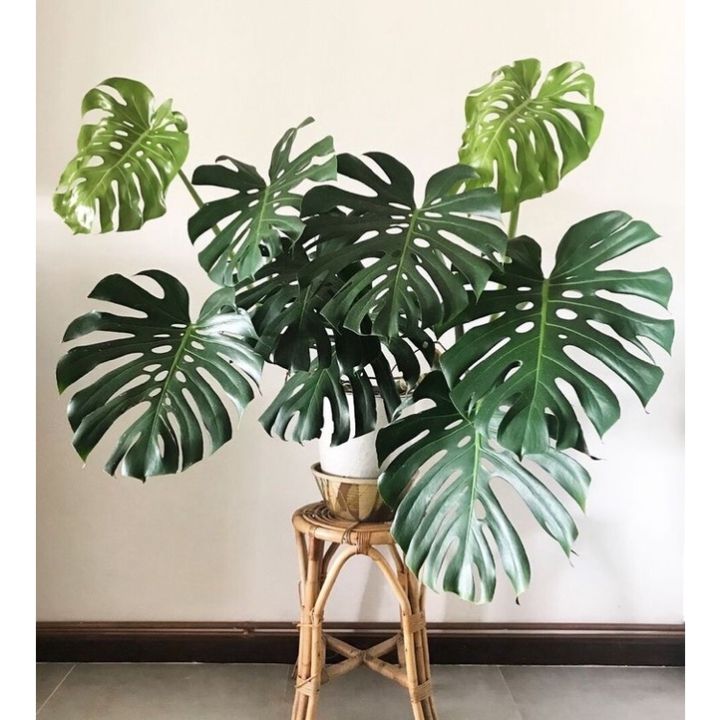 Philodendron Monstera Deliciosa King Tanaman Hias Monstera Daun Besar ...