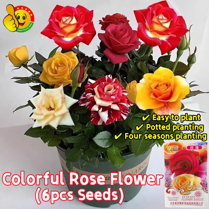 100% Original Rainbow Rose Seeds for Sale (Fresh 6pcs Seeds) 多彩玫瑰花种子 ...