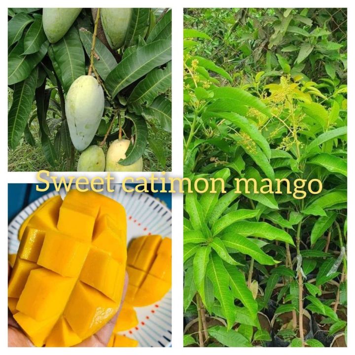 grafted sweet catimon mango liveplant | Lazada PH
