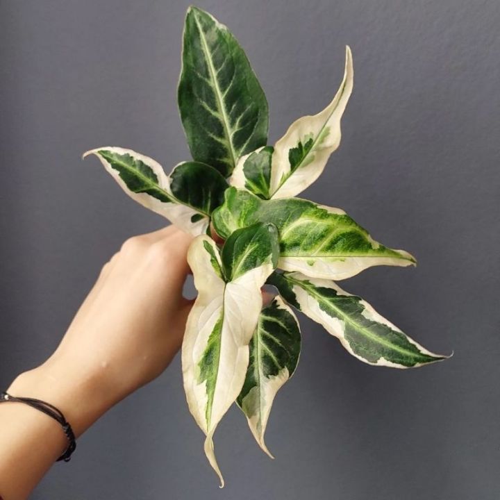 Syngonium T25 / Singonium sengonium variegata starlite | Lazada Indonesia