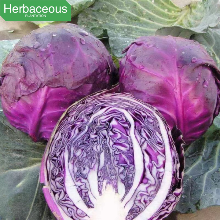 150seeds Purple Red Cabbage seeds/High germination rate/Easy to grow ...