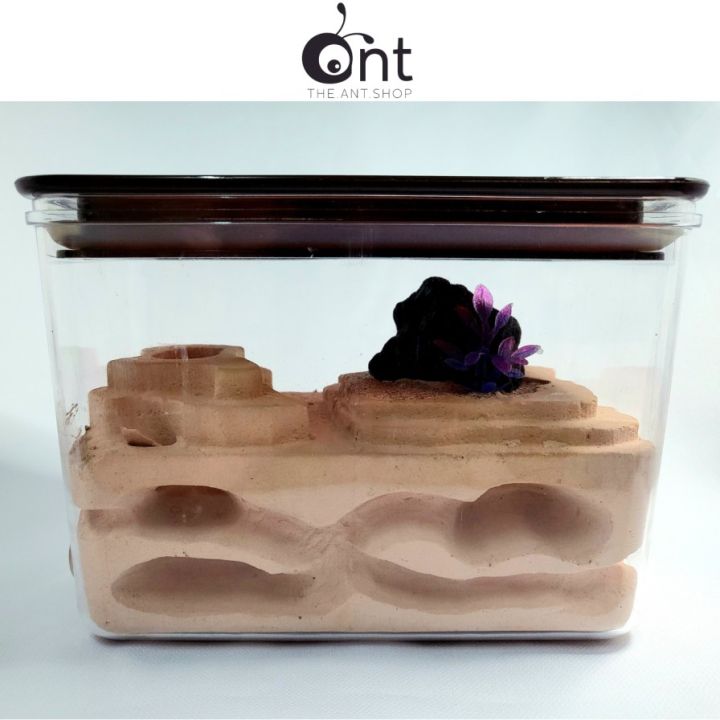 The Grand Canyon Formicarium - Ant Farm Ant Formicarium Ant Nest The ...