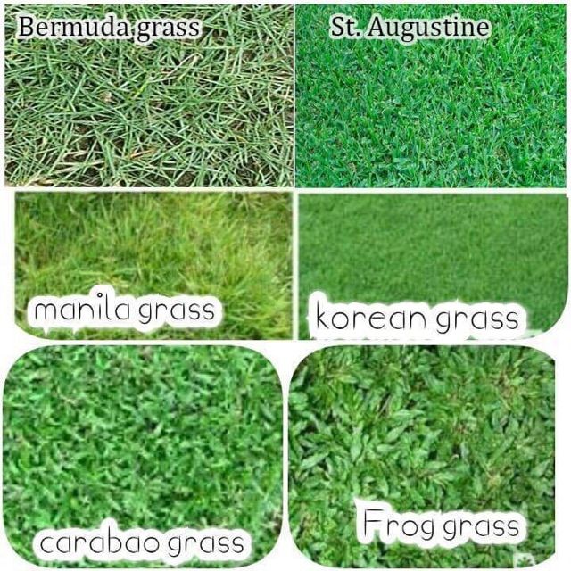 Special Grass Good Quality plant seeds Lawn MOONAPACE | Lazada PH
