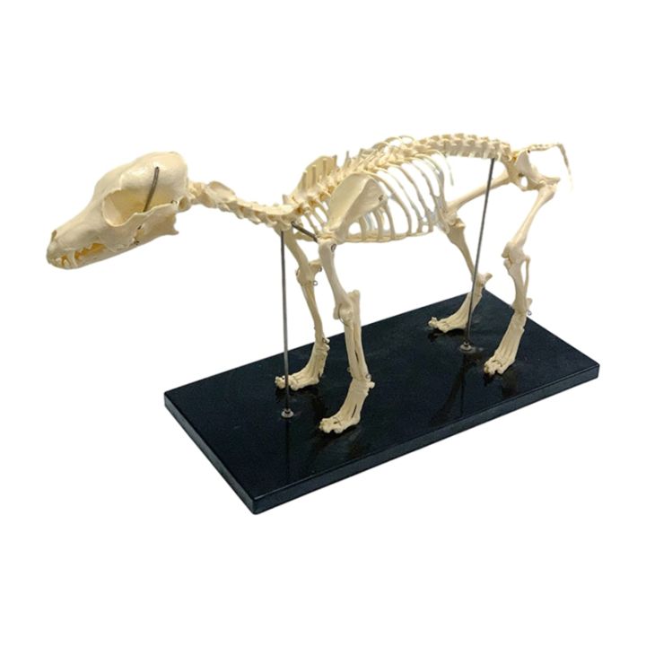 Dog Skeleton Model Dog Anatomy Animal Teaching Model Laboratory ...