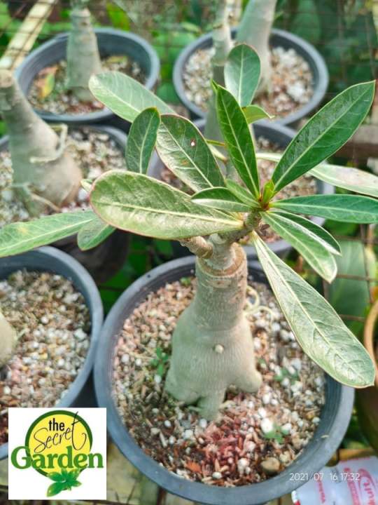 Adenium Obesum (Rare) with FREE plastic pot and garden soil (plant for ...