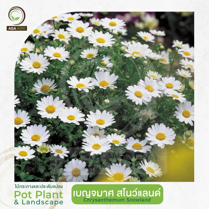AGA AGRO I "เบญจมาศ สโนว์แลนด์"ดอกคล้ายเดซี่ กลีบดอกสม่ำเสมอ-100เมล็ด-Chrysanthemum Snowland ...