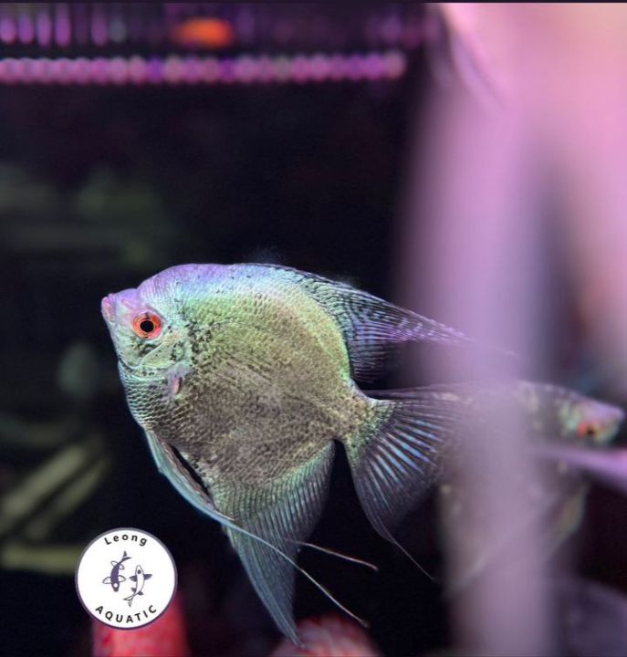 Live Fish / Pinoy Angelfish /Freshwater / 阴阳昌 | Lazada