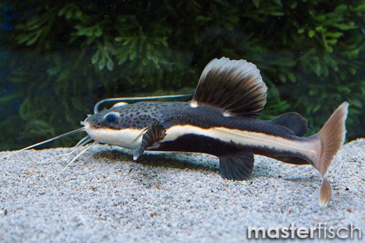 AMAZON REDTAIL CAT FISH | Lazada