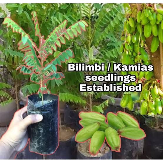 Kamias Plant with FREE garden soil (Live plant and Outdoor plant) Plant ...