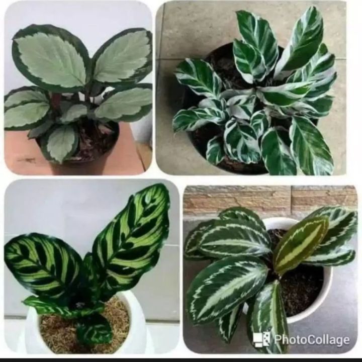 4 paket tanaman hias calathea | Lazada Indonesia