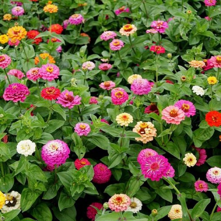ZINNIA "VERY CUTE" DWARF | Lazada PH