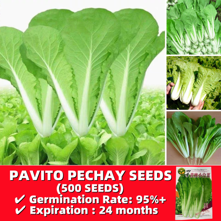 [Good Seed] Organic High Yield Pakchoi Pechay Seedsปลีที่ปลูกง่าย 500 ...