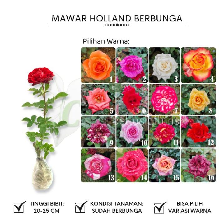 Tanaman Hias Aneka Bunga Mawar Holland Berbunga (Bisa Pilih Warna ...