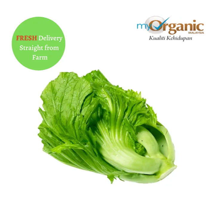 Organic Chinese Mustard Cameron Highlands 金马仑有机芥菜 (Delivery Friday Only ...