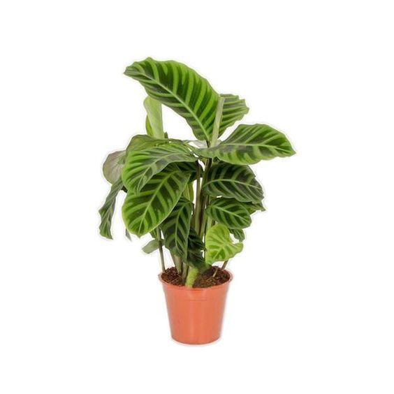 [INDOOR PLANT] POKOK HIASAN UNTUK PEJABAT DAN DI RUMAH | Lazada